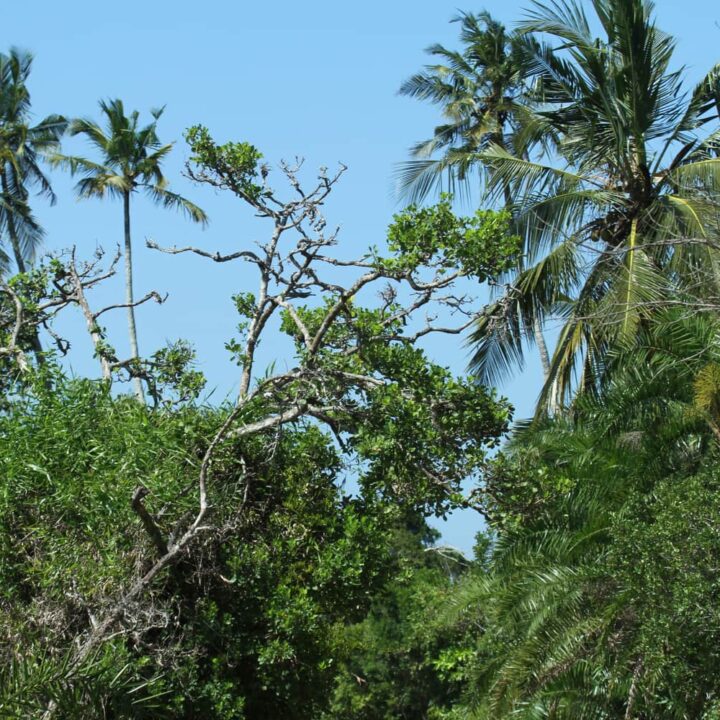 Jozani forest, Maalum cave, and sunset at Kae beach – Tales of Zanzibar